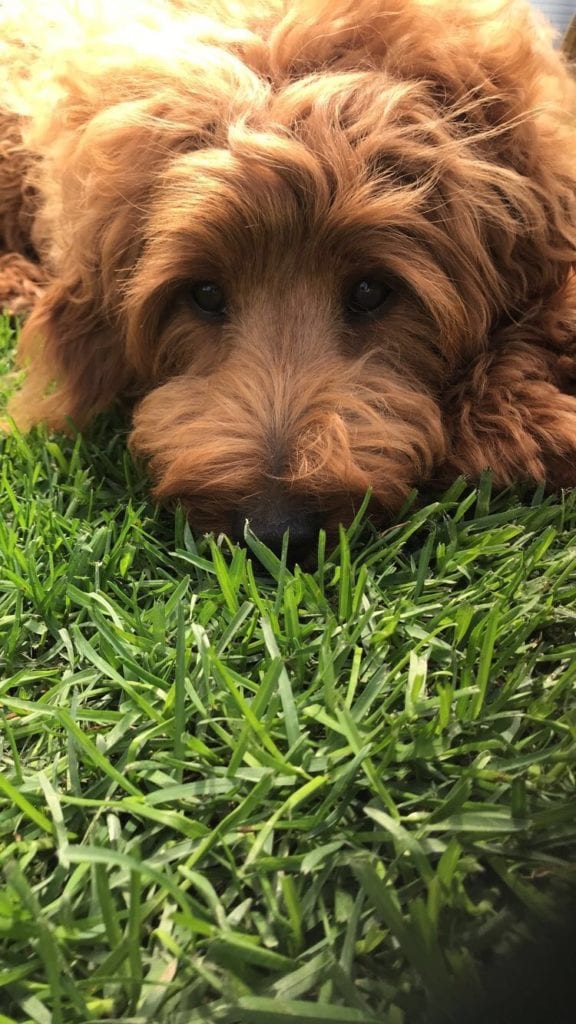 Home - McDoodles
