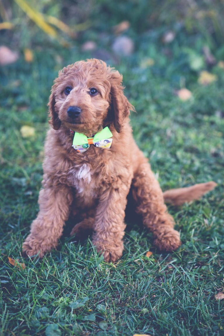 Photo Gallery - McDoodles