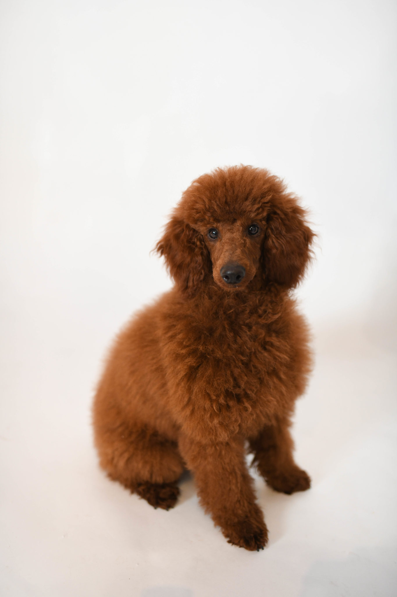 McDoodle Boys - McDoodles