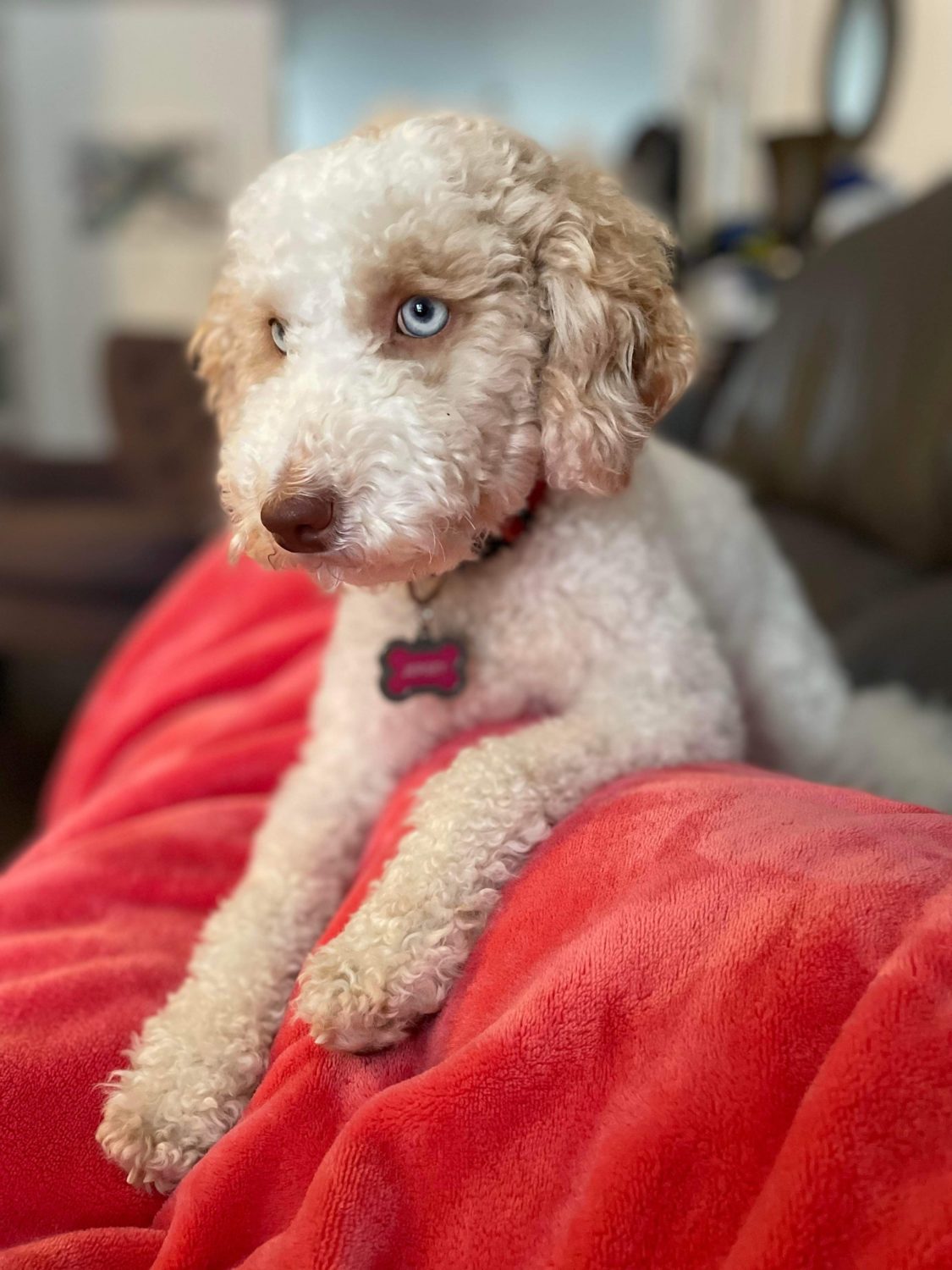 Photo Gallery - McDoodles