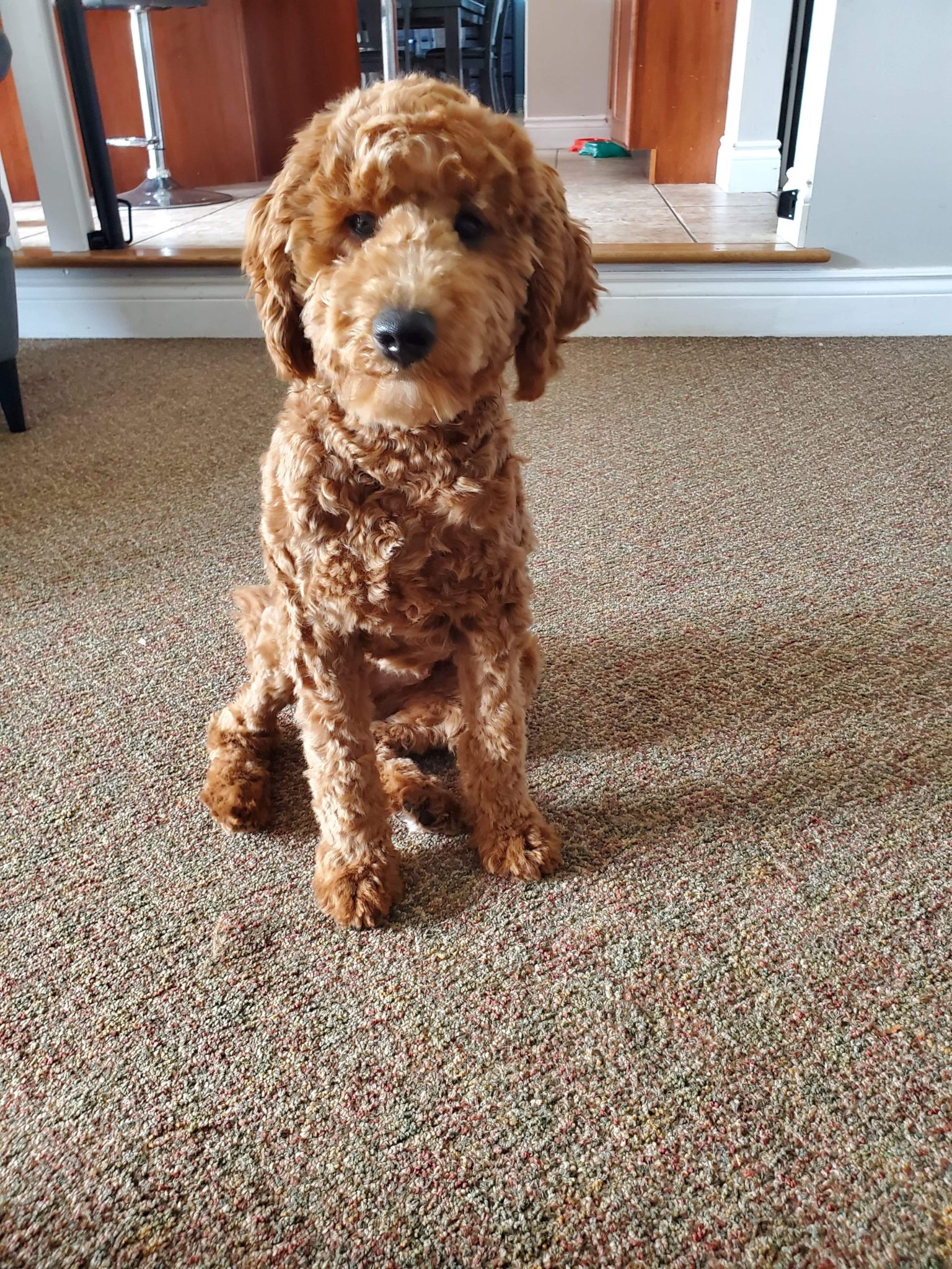Photo Gallery - McDoodles