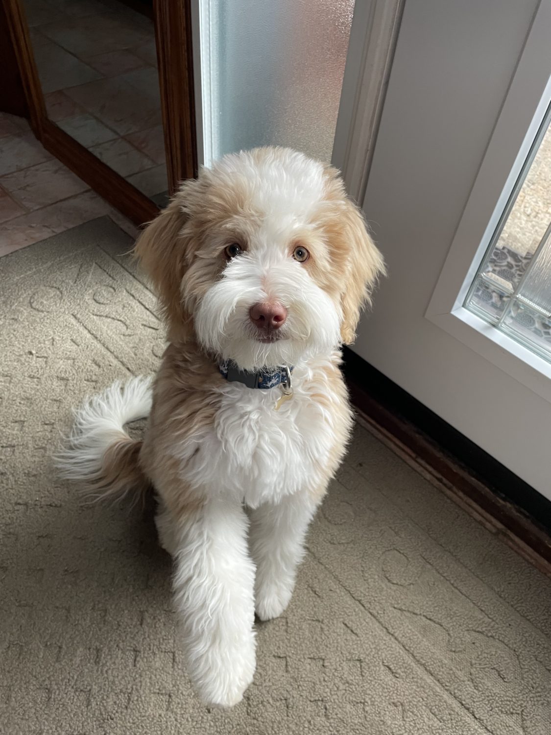 Photo Gallery - McDoodles