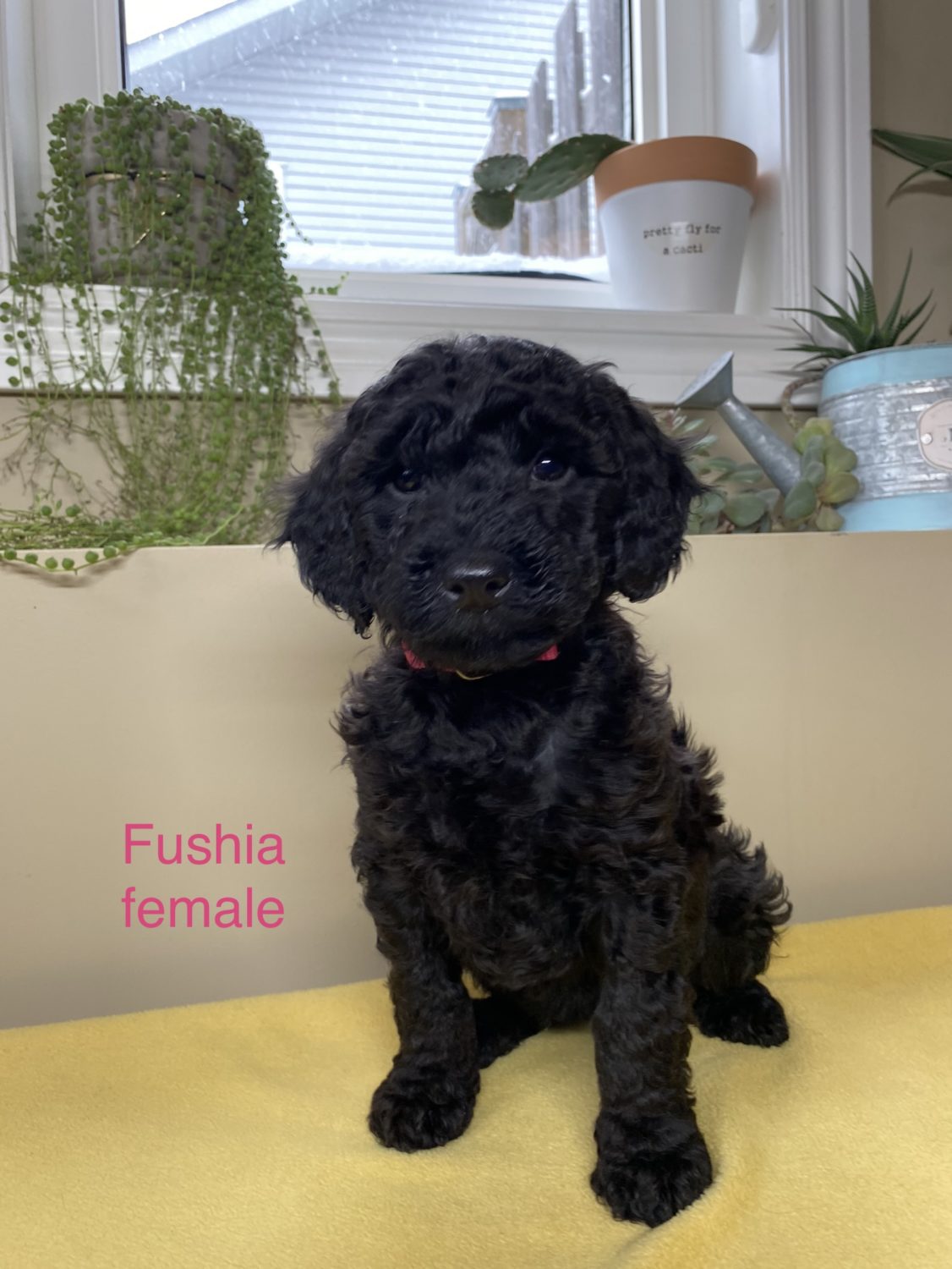 Looking for her fur-ever home! - McDoodles